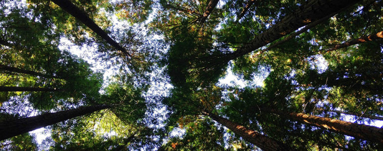 Sustainable Paper, Eco-Friendly Printing | Natural Choice Paper